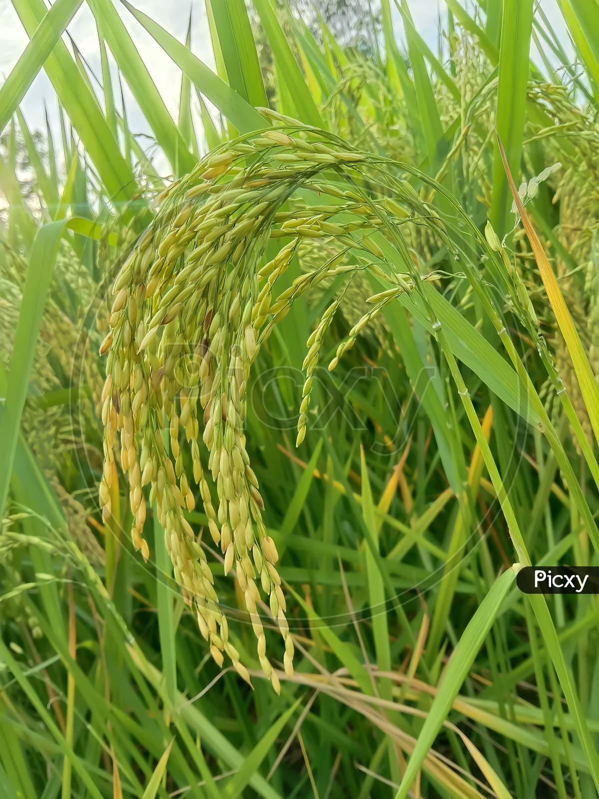 Image of Rice plan in agriculture field-KC509228-Picxy