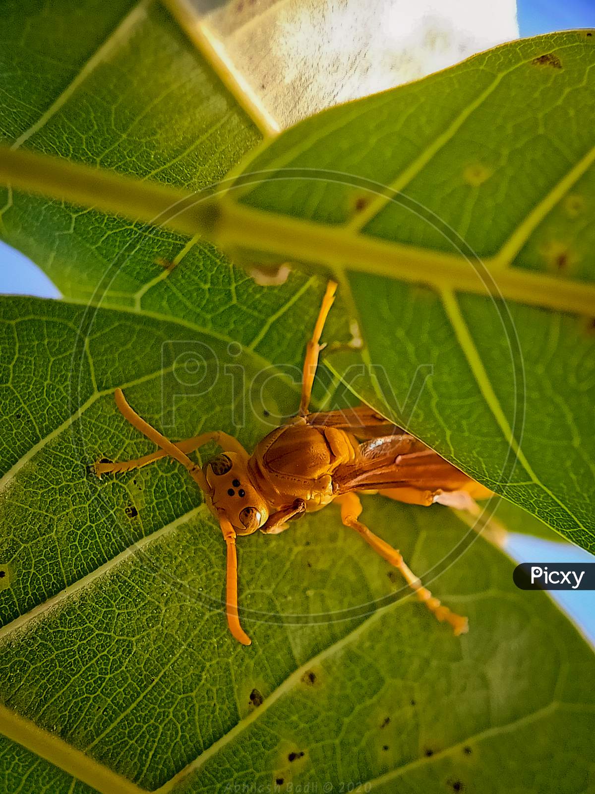 Image of Mini Beast-TG937666-Picxy