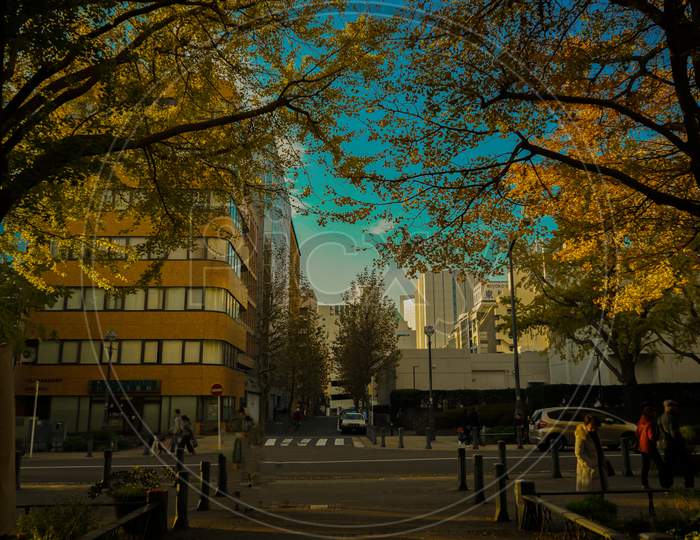 Image of Autumn Leaves Of Yokohama, Japan Boulevard-SG916414-Picxy