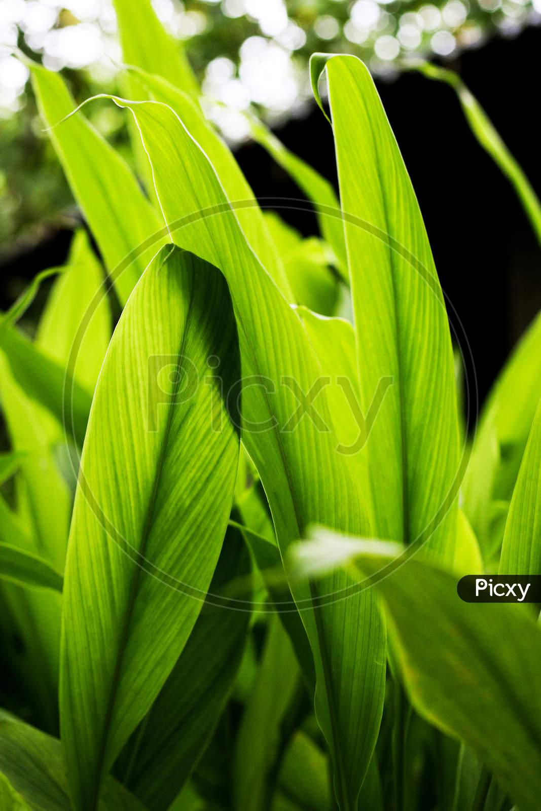 Image of Turmeric, Haldi (Curcuma Longa) Plant Leaves Isolated. Asian ...