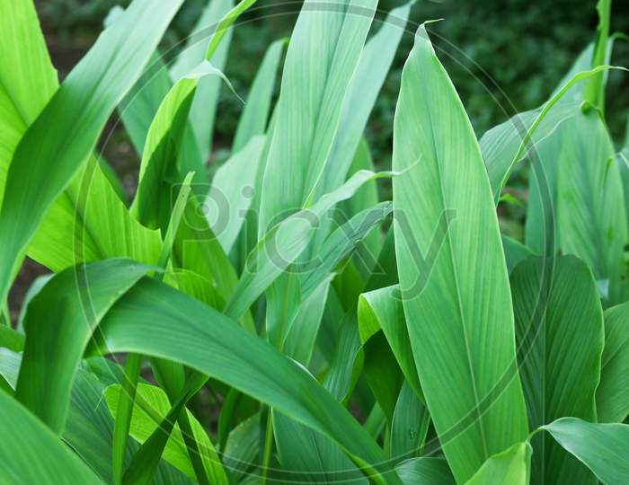 Image of Turmeric, Haldi (Curcuma Longa) Plant Leaves Isolated. Asian ...