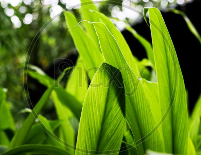 Image of Turmeric, Haldi (Curcuma Longa) Plant Leaves Isolated. Asian ...