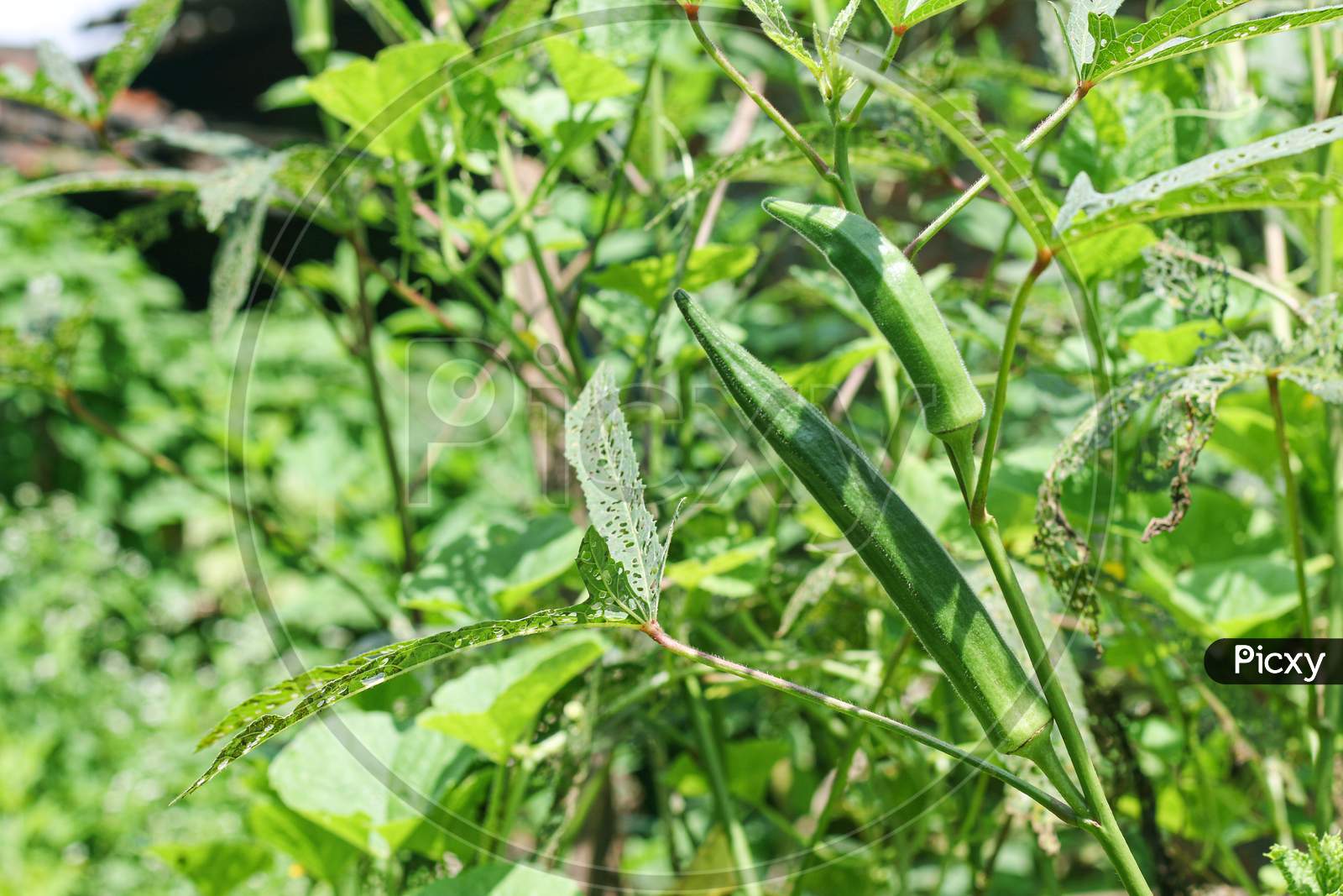 Image of Lady Finger Or Okra Is Grown In Garden, Fruits And Flowers Of ...