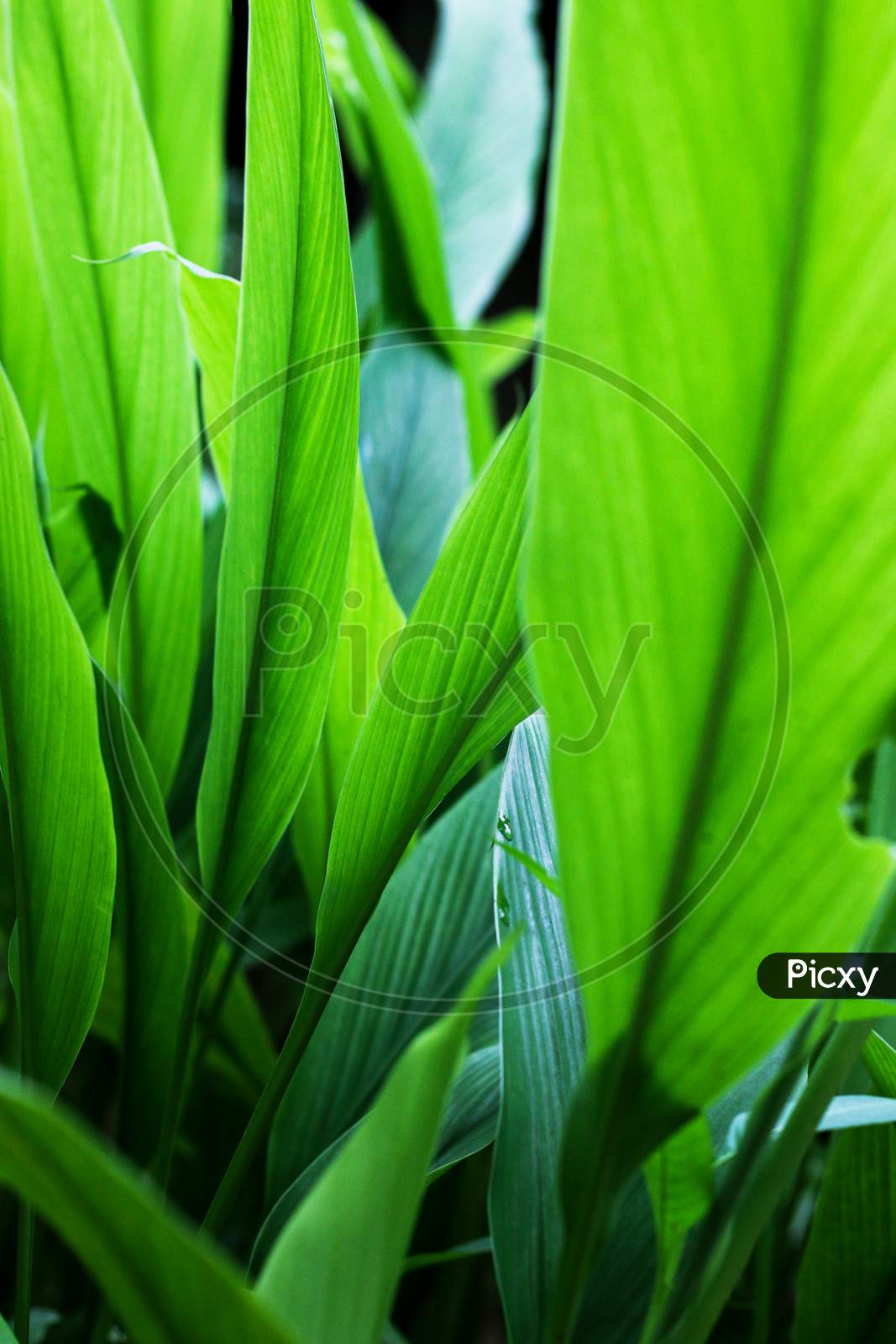 Image of Turmeric, Haldi (Curcuma Longa) Plant Leaves Isolated. Asian ...