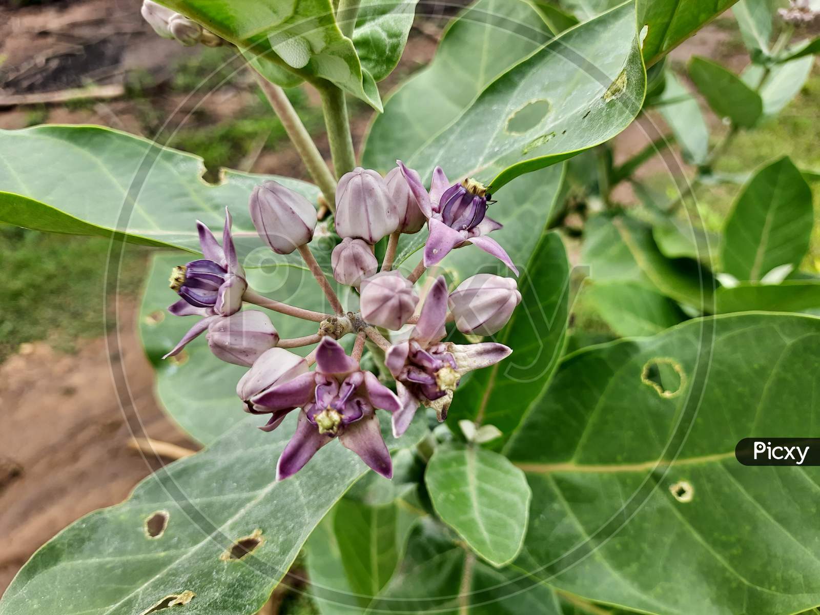 Image of Beautiful Indian Aak Plant Or Calotropis Gigantea Flowers And ...