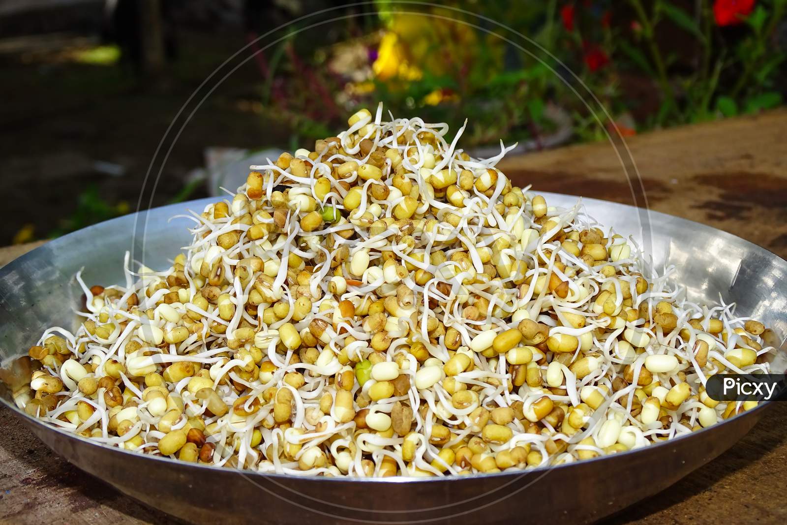 Image of close up of fresh sprouted yellow gram, golden gram seeds ...