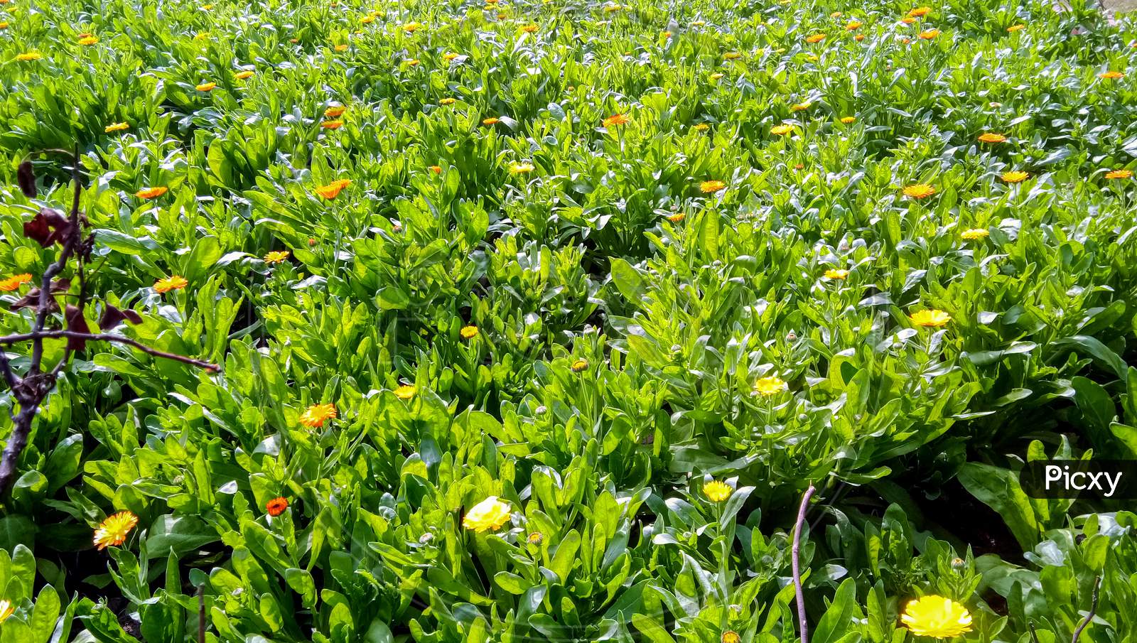 Image of High Angle Shot Of Small Windflower With Green Leaves-AI372065 ...