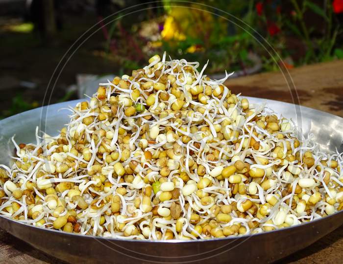 Image of close up of fresh sprouted yellow gram, golden gram seeds ...