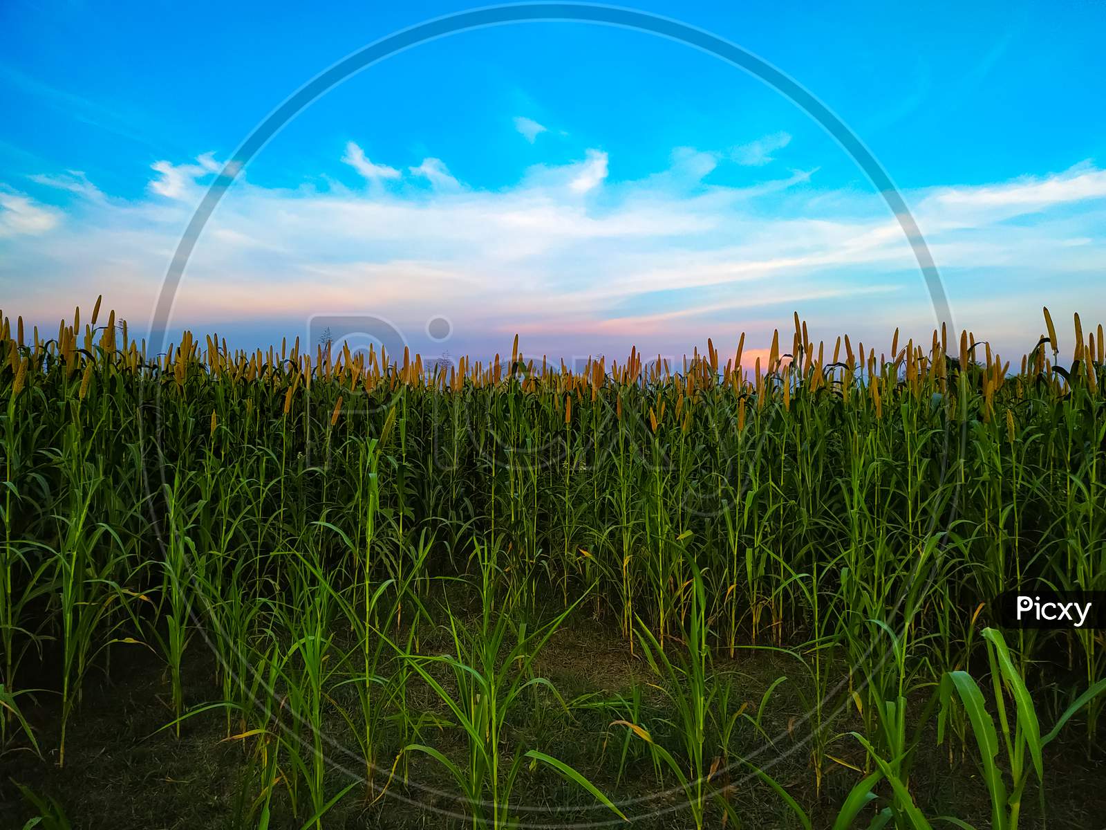 Image of Summertime Rural Landscape - Millet Field Against The ...