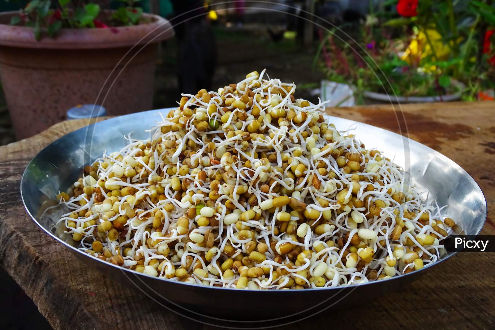 Image of close up of fresh sprouted yellow gram, golden gram seeds ...