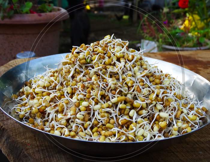 Image of close up of fresh sprouted yellow gram, golden gram seeds ...