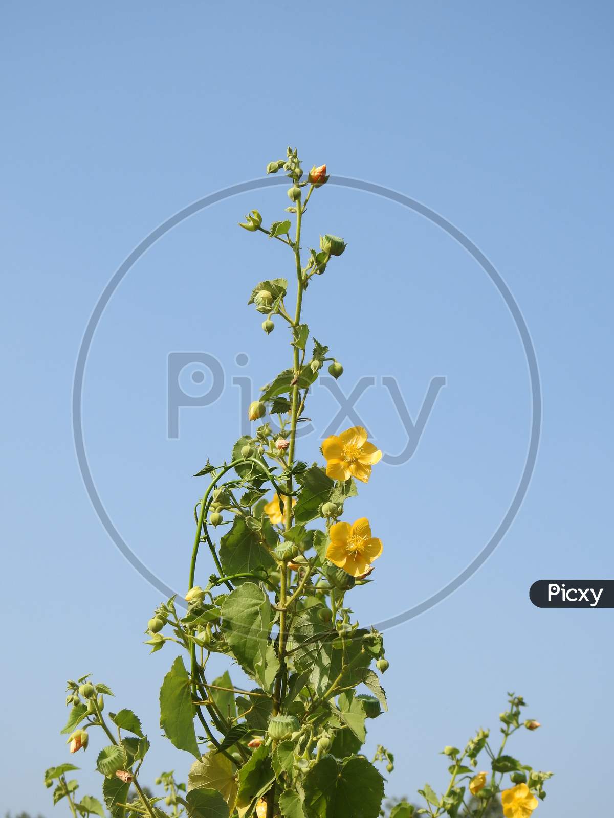 Image of Beautiful Abutilon Indicum Or Indian Mallow Plant Leaves And ...
