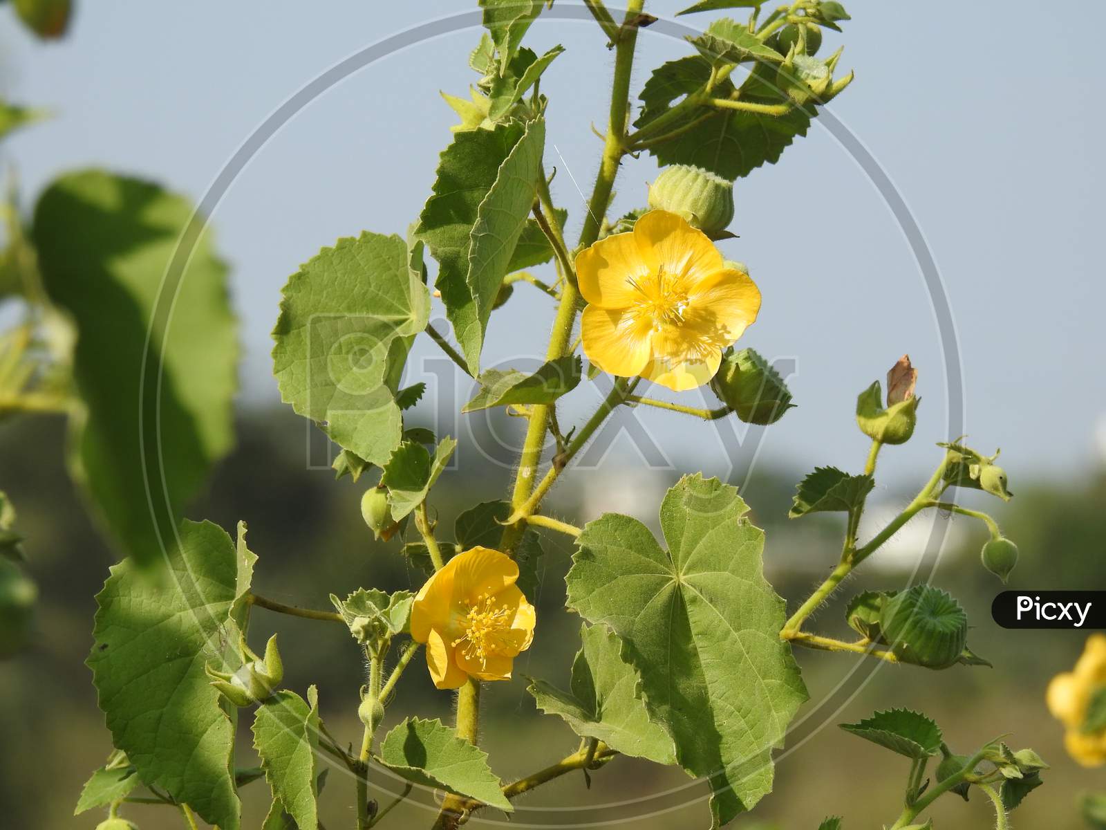 Image of Beautiful Abutilon Indicum Or Indian Mallow Plant Leaves And ...