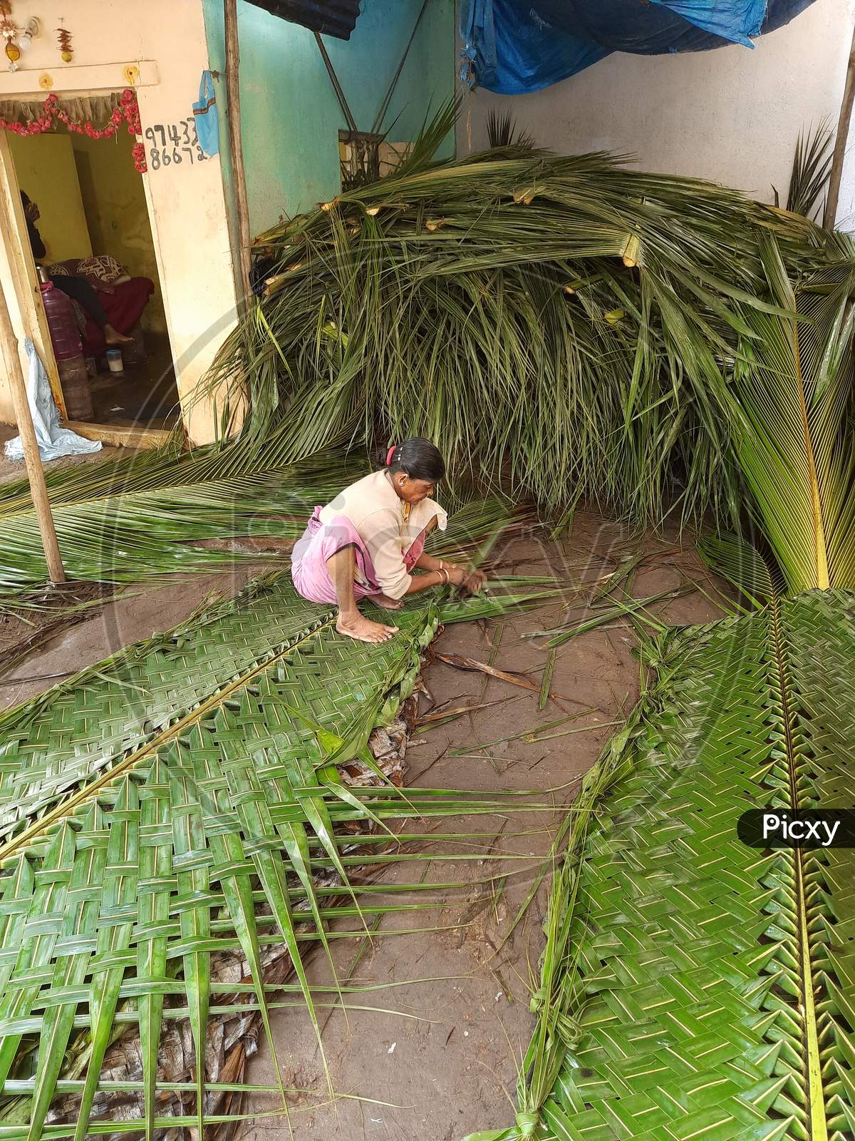 Image of Indian Women Weaving Coconut Leaves For Chapra Or For Mat And ...