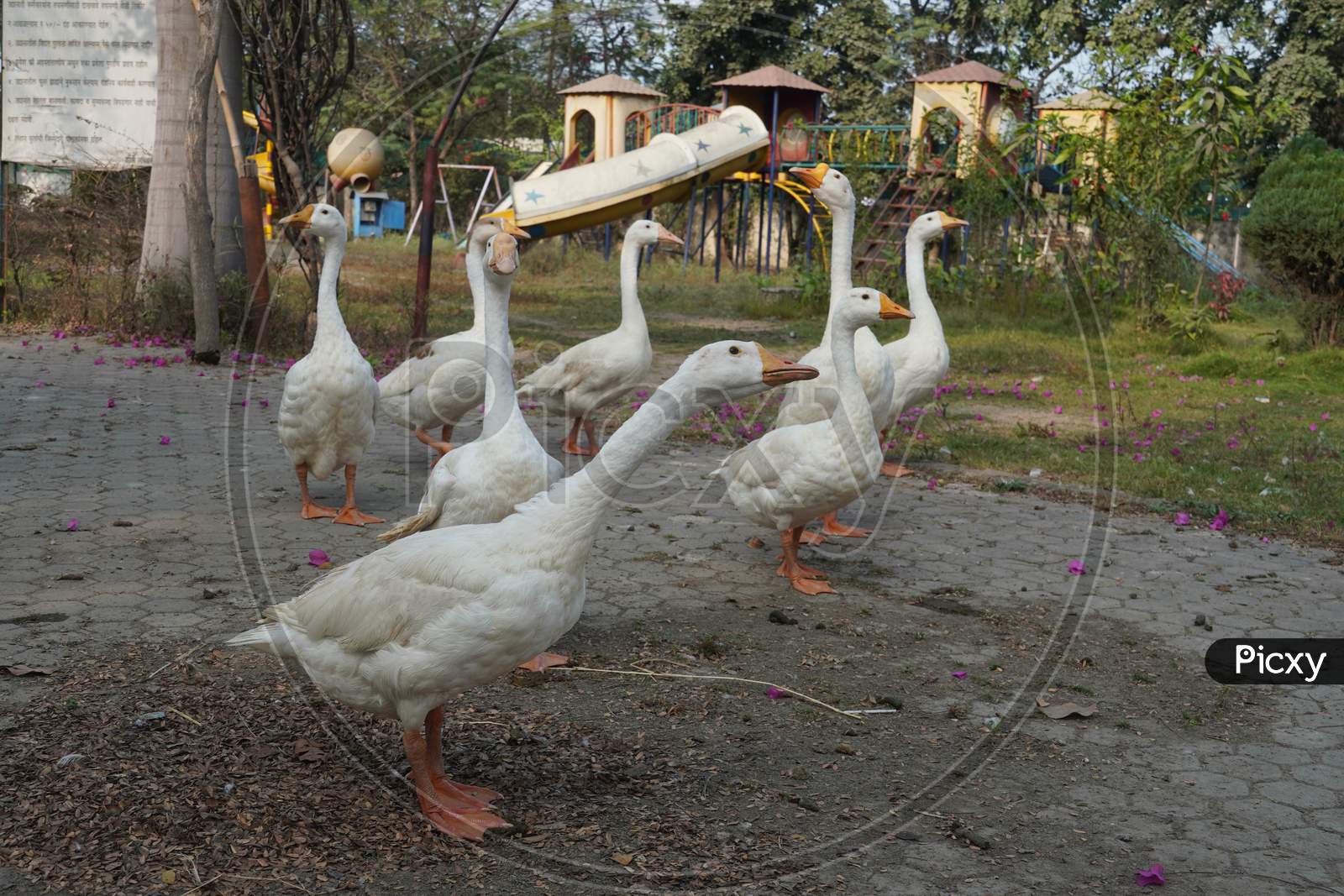 Image of Ducks in the Park, natural wildlife photoshoot-RK380530-Picxy