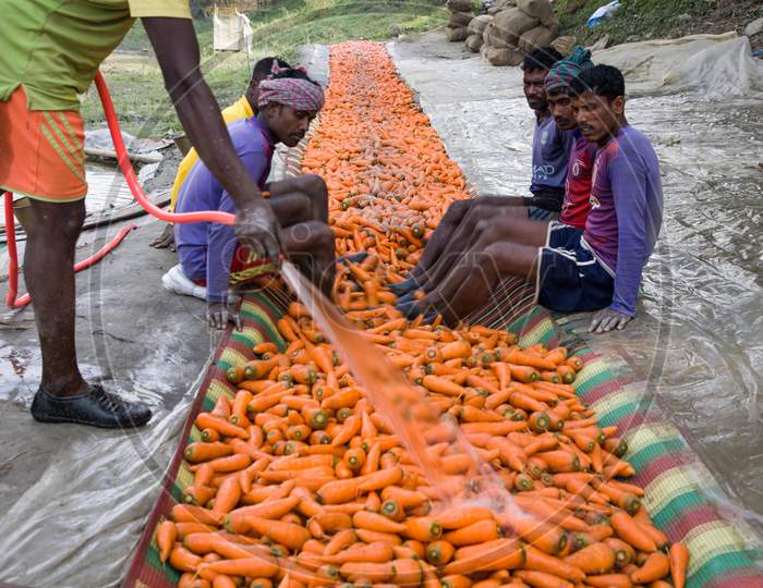 Image of Carrot farming-TW277631-Picxy