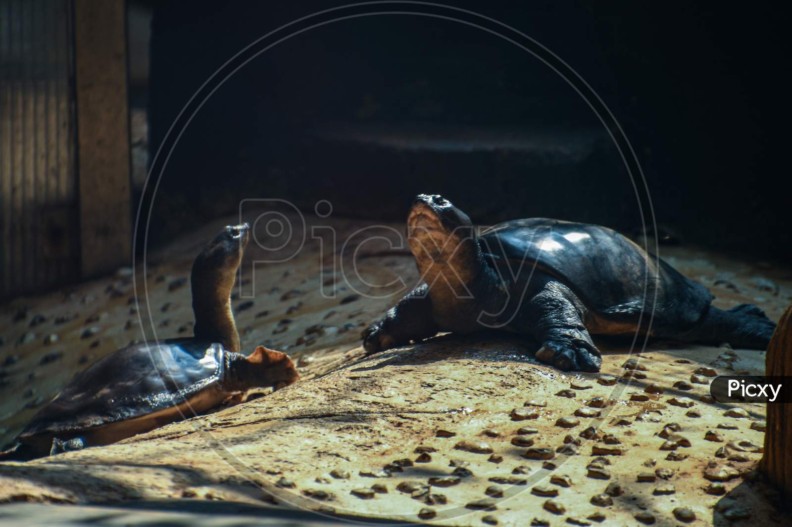 Image of Like other turtles, tortoises have a shell to protect from ...