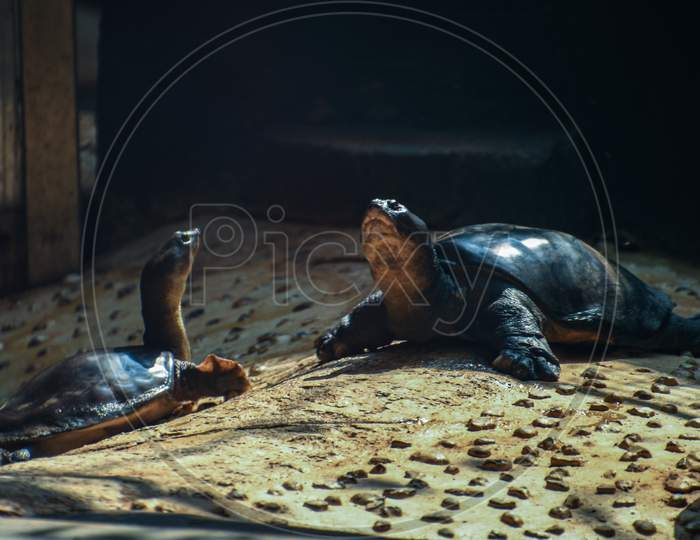 Image of Like other turtles, tortoises have a shell to protect from ...