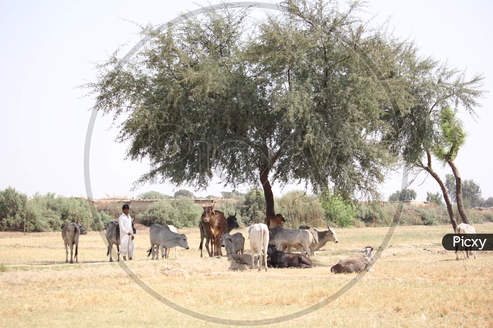 Image of Cows Resting in the Shade on a Hot Summer Day Stock Photo ...