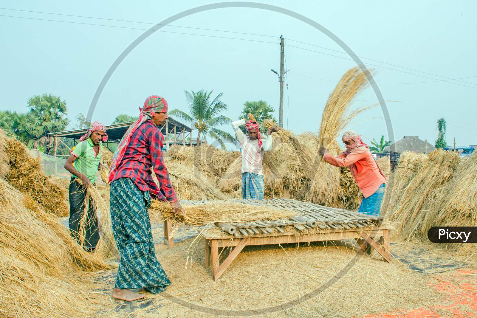 Image of Paddy processing at rural west bengal india-BF368129-Picxy