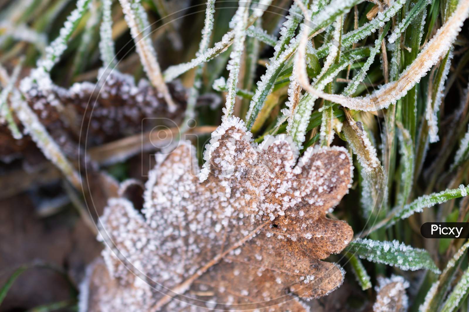 Image of Frozen Dew On Green Leaves In The Morning-PB578386-Picxy