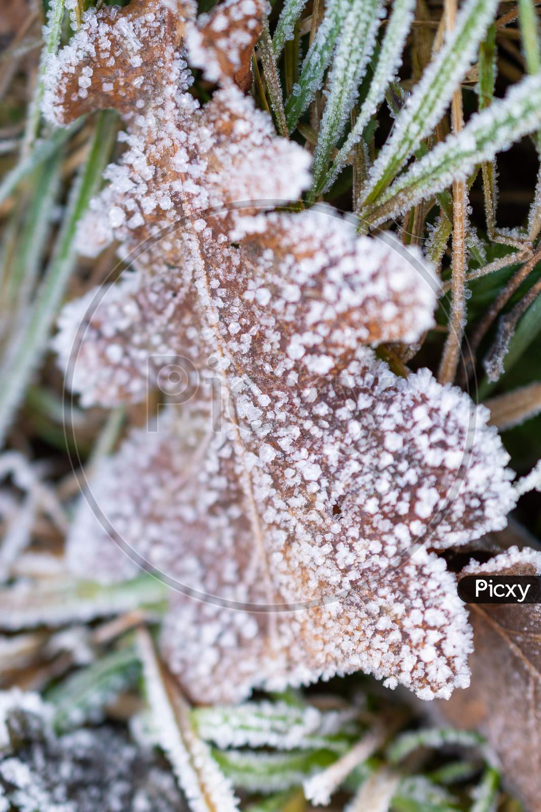 Image of Frozen Dew On Green Leaves In The Morning-TQ565257-Picxy