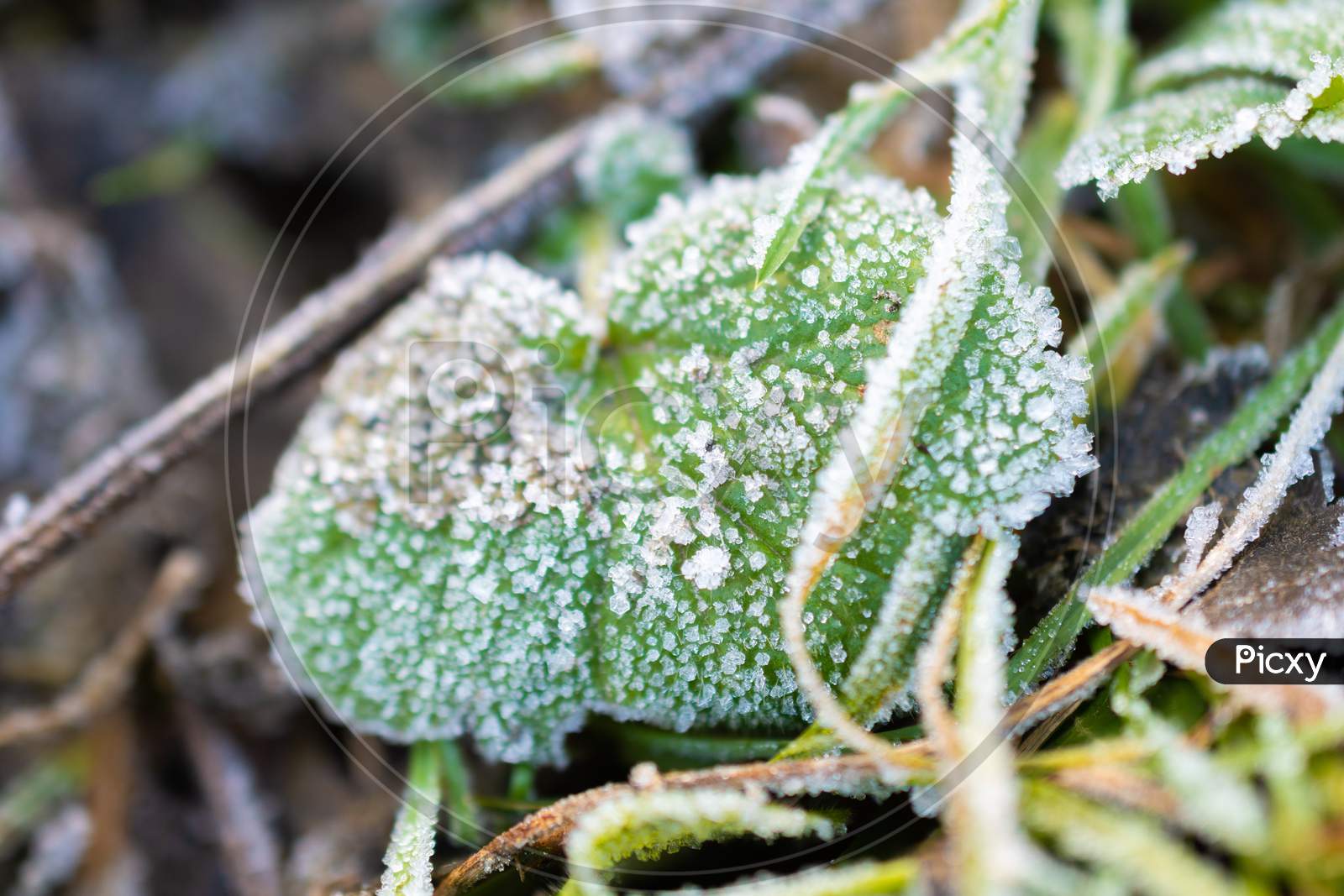 Image of Frozen Dew On Green Leaves In The Morning-JU850221-Picxy