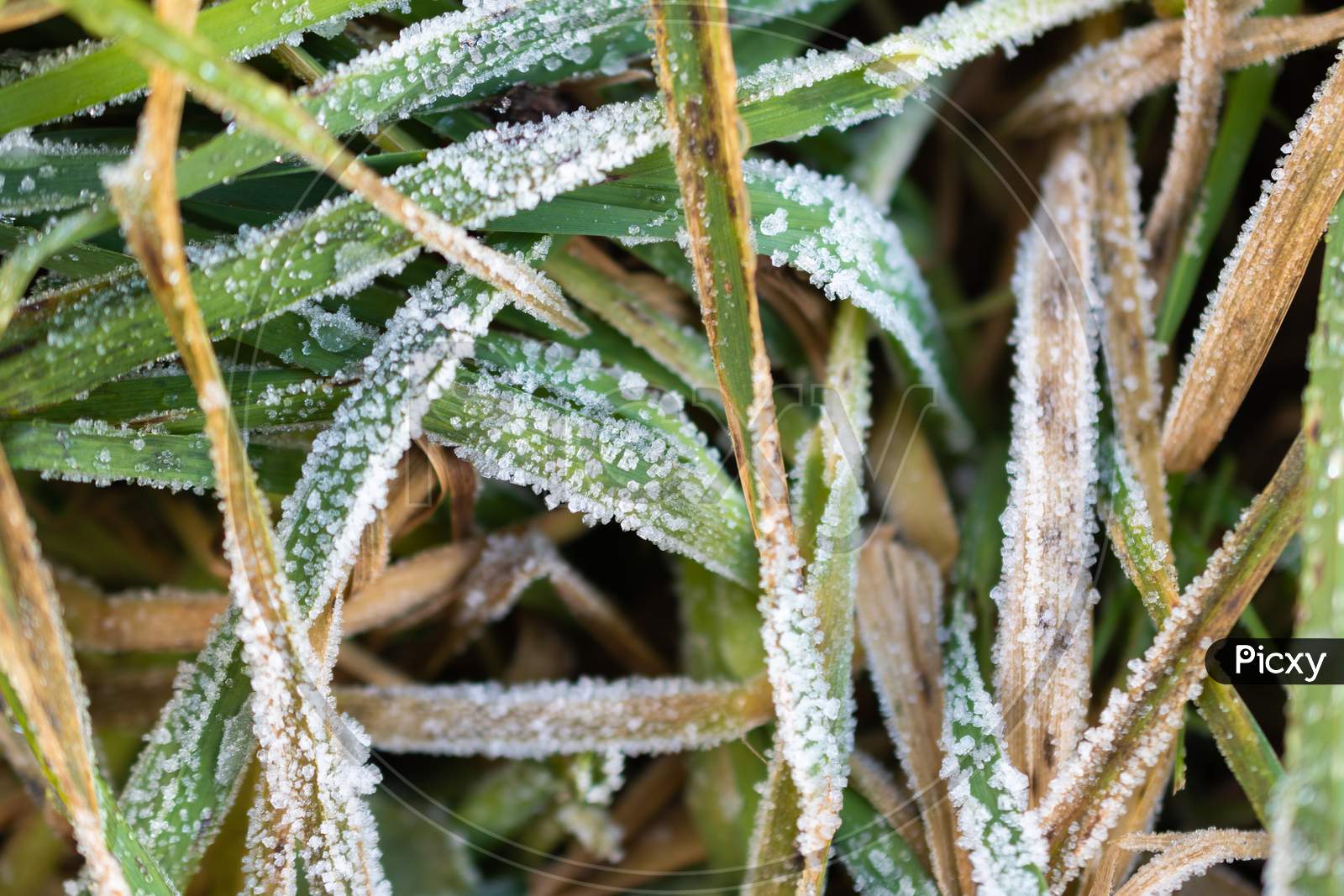 Image of Frozen Dew On Green Leaves In The Morning-JW328367-Picxy