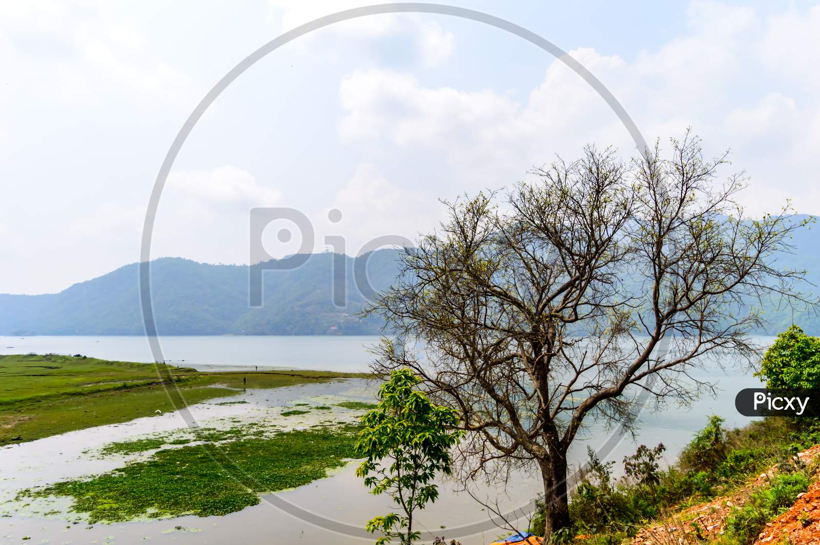 Image of Photograph Autumn Colored Trees On The Shore Of Pokhara Lake ...