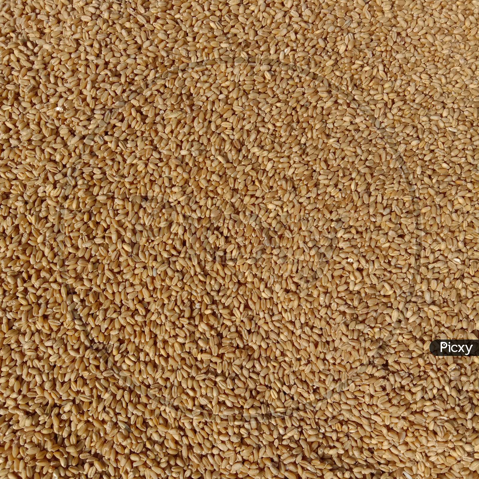 Image of (Gehu) Indian foods grains-DQ439024-Picxy