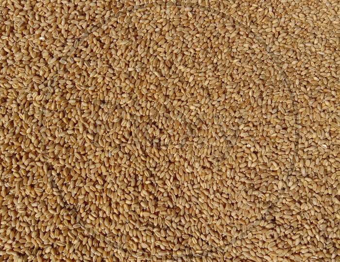 Image of (Gehu) Indian foods grains-DQ439024-Picxy