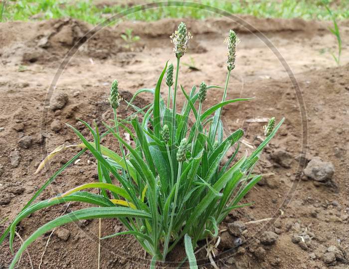 Image of Beautiful View Of Isabgol ( Ispaghula, Psyllium Seed, Indian ...