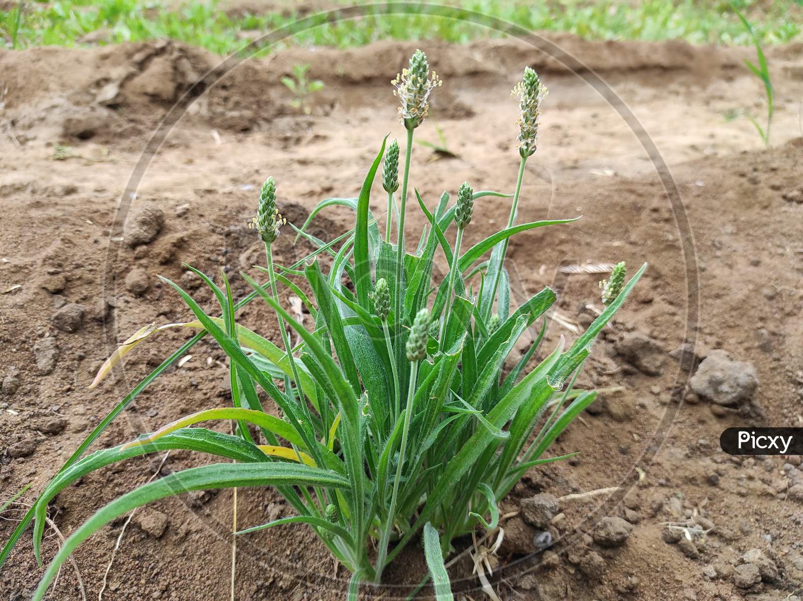 Image of Beautiful View Of Isabgol ( Ispaghula, Psyllium Seed, Indian ...