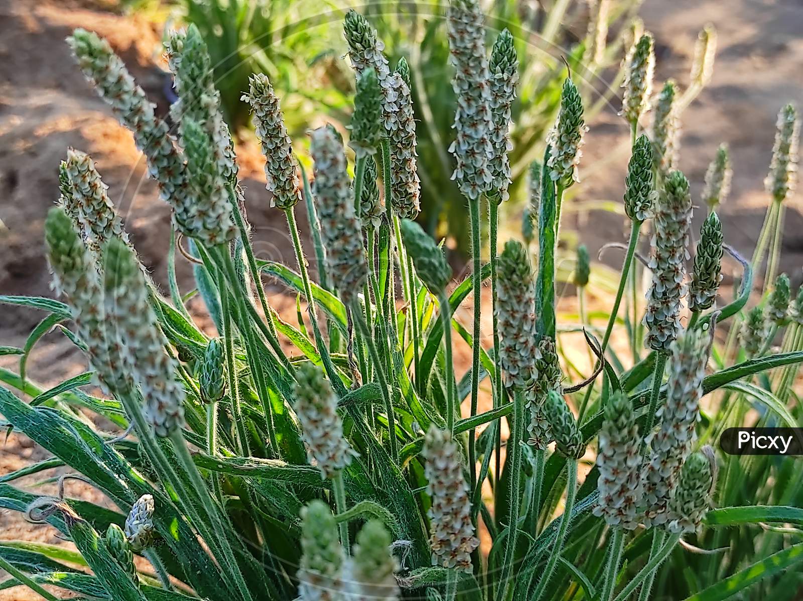 Image of Beautiful View Of Isabgol ( Ispaghula, Psyllium Seed, Indian ...