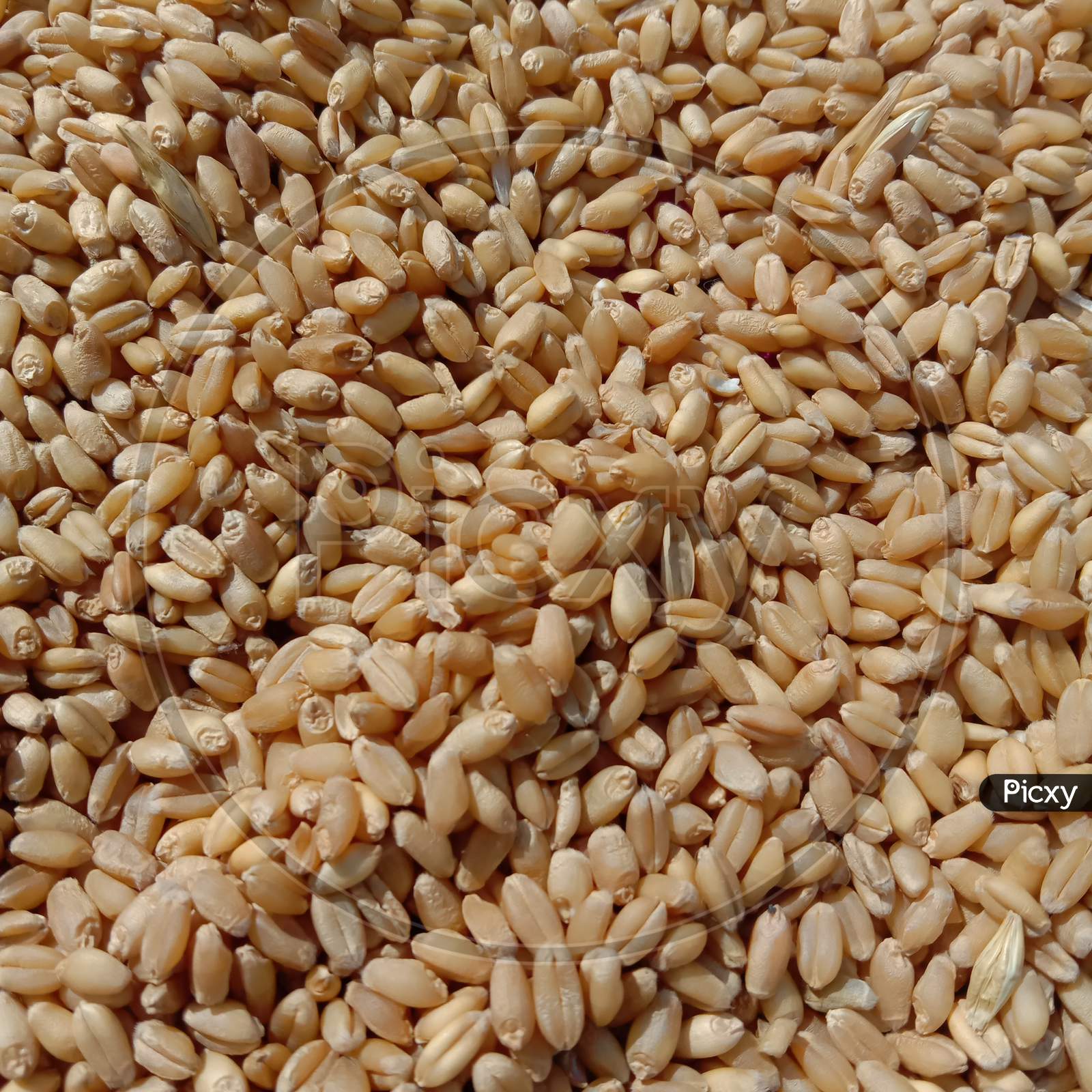 Image of Indian food grains wheats-DN291277-Picxy