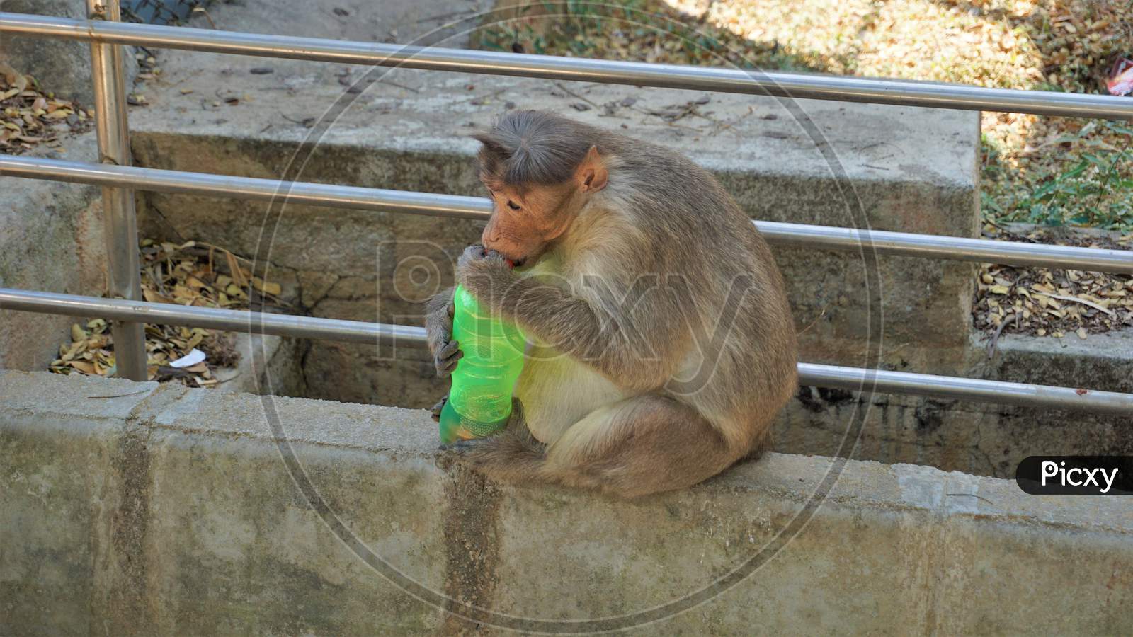 Image of Bangalore,Karnataka,India-March 03 2022: Pregnant Indian ...