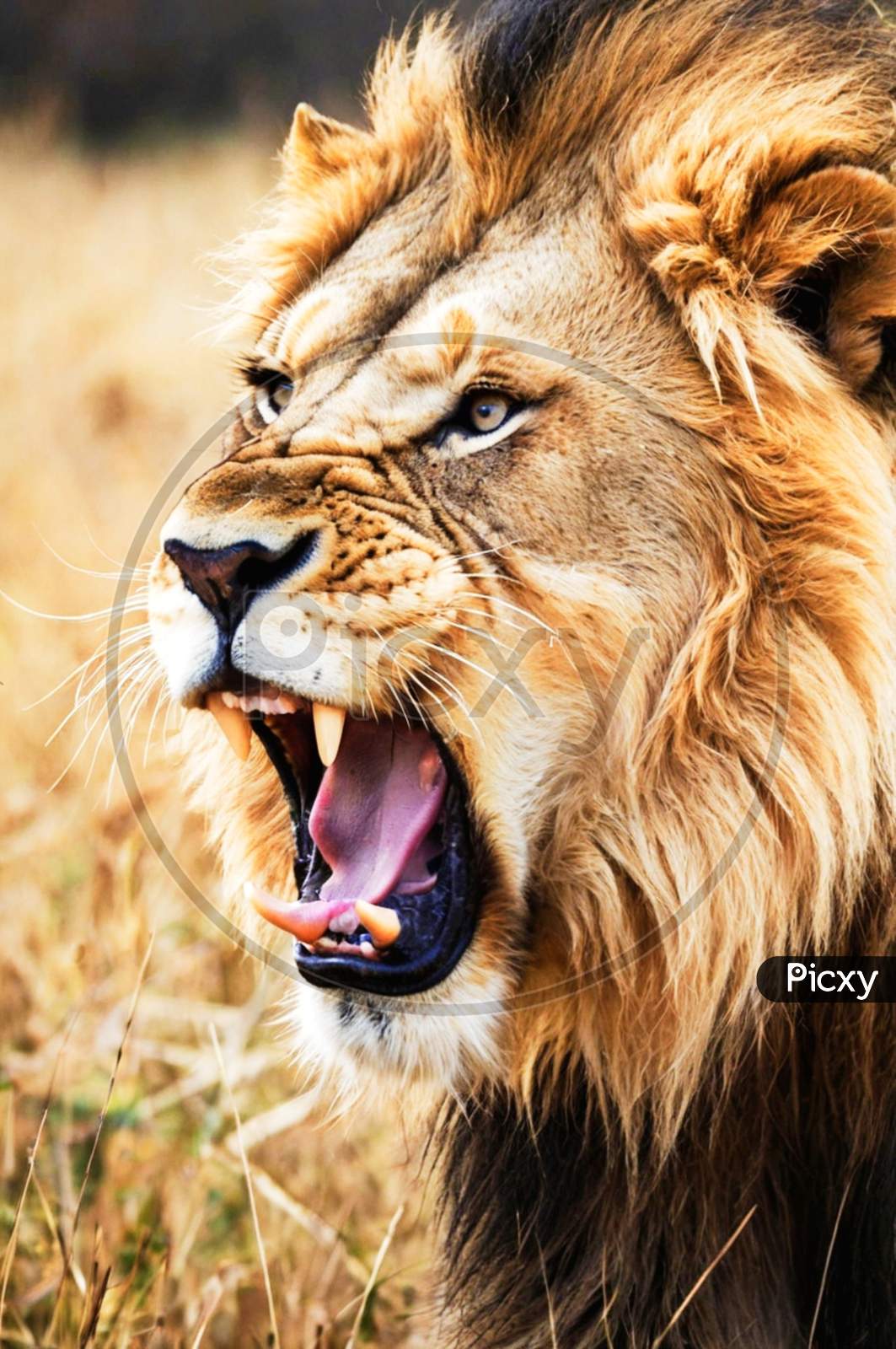 Angry Lion Roar